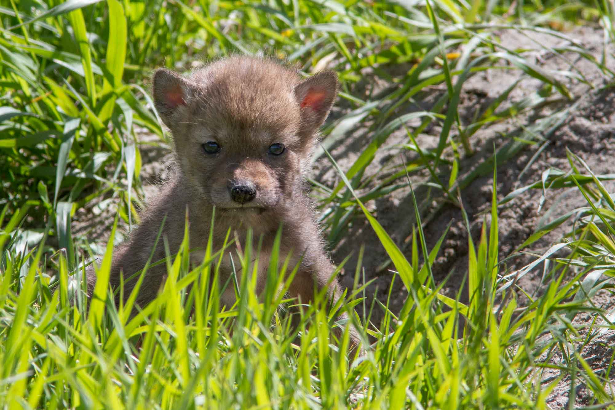 suburban wildlife | Big River Big Woods